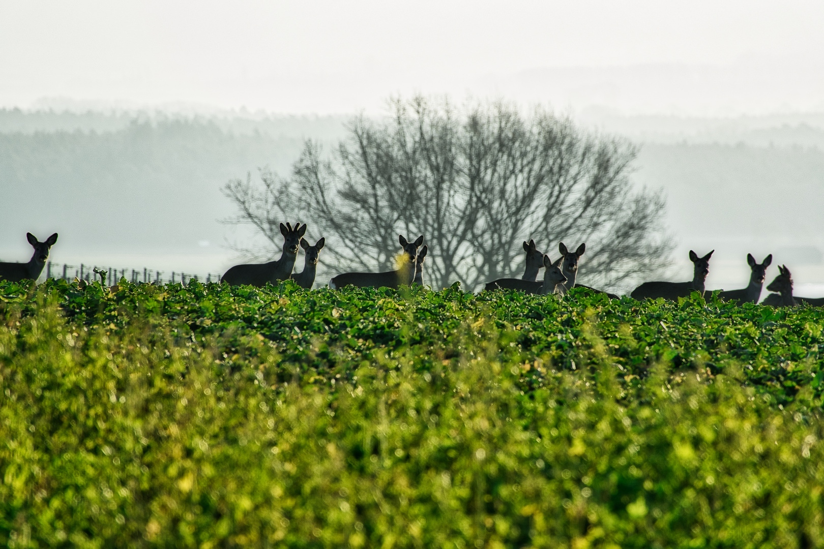 Rehe Foto & Bild | natur, landschaft, tiere Bilder auf fotocommunity
