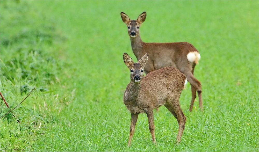 Rehe Foto & Bild | tiere, wildlife, säugetiere Bilder auf fotocommunity