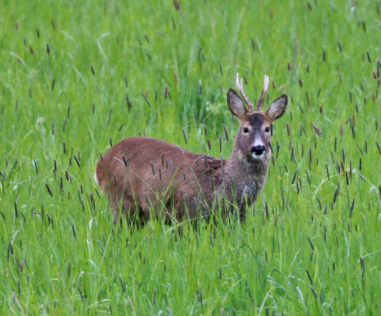 Rehe -5- Foto & Bild | natur haarwild, tiere, wildlife Bilder auf ...