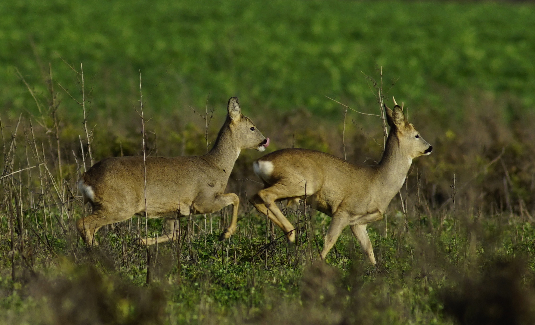 Rehe. Foto & Bild | tiere, wildlife, säugetiere Bilder auf fotocommunity
