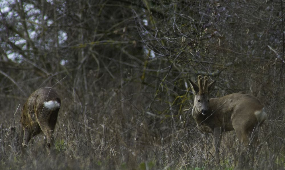 Rehe. Foto & Bild | tiere, wildlife, säugetiere Bilder auf fotocommunity