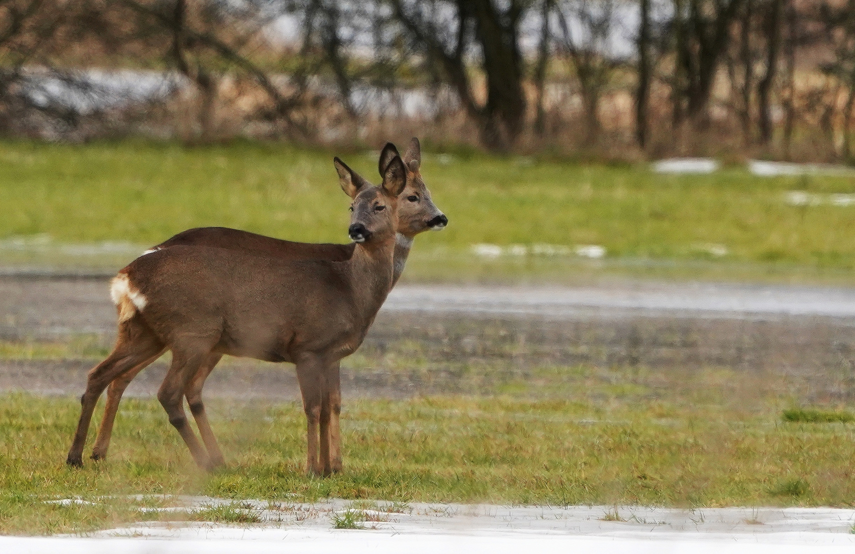 Rehe. Foto & Bild | tiere, wildlife, säugetiere Bilder auf fotocommunity