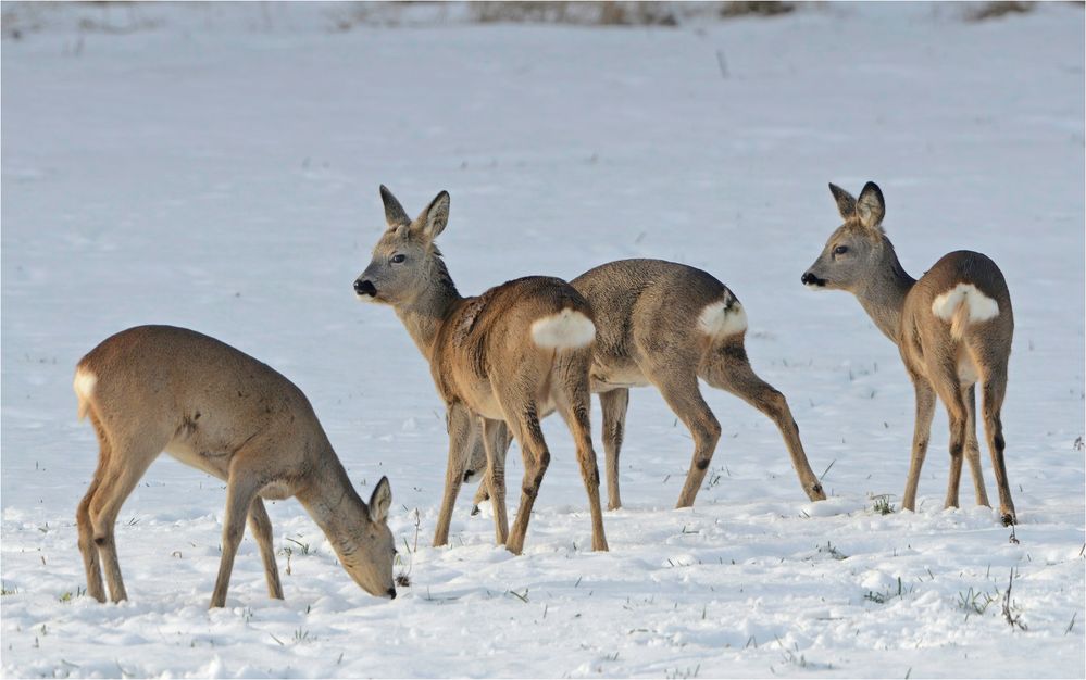 Rehe Foto & Bild | tiere, wildlife, säugetiere Bilder auf fotocommunity