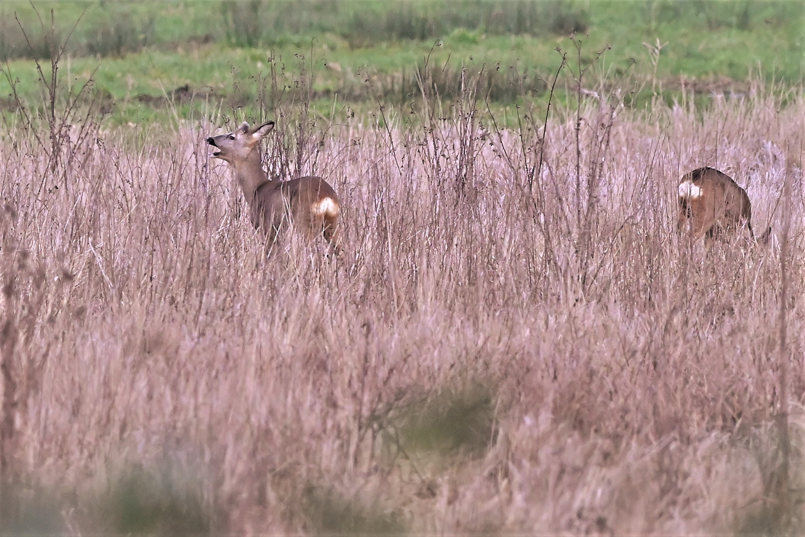Rehe Foto & Bild | tiere, wildlife, säugetiere Bilder auf fotocommunity
