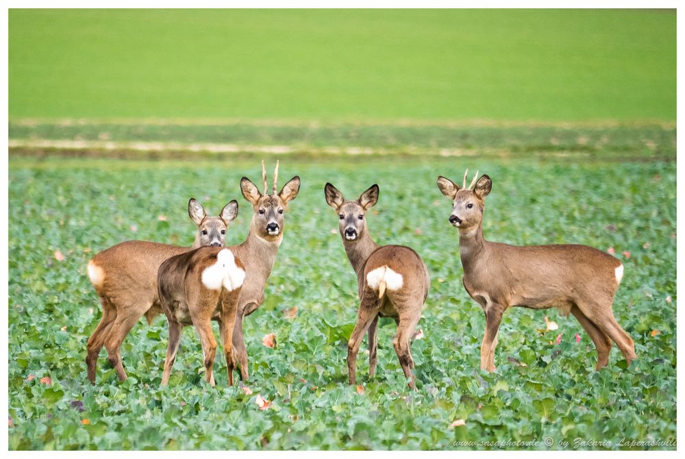 Rehe Foto & Bild | tiere, wildlife, säugetiere Bilder auf fotocommunity