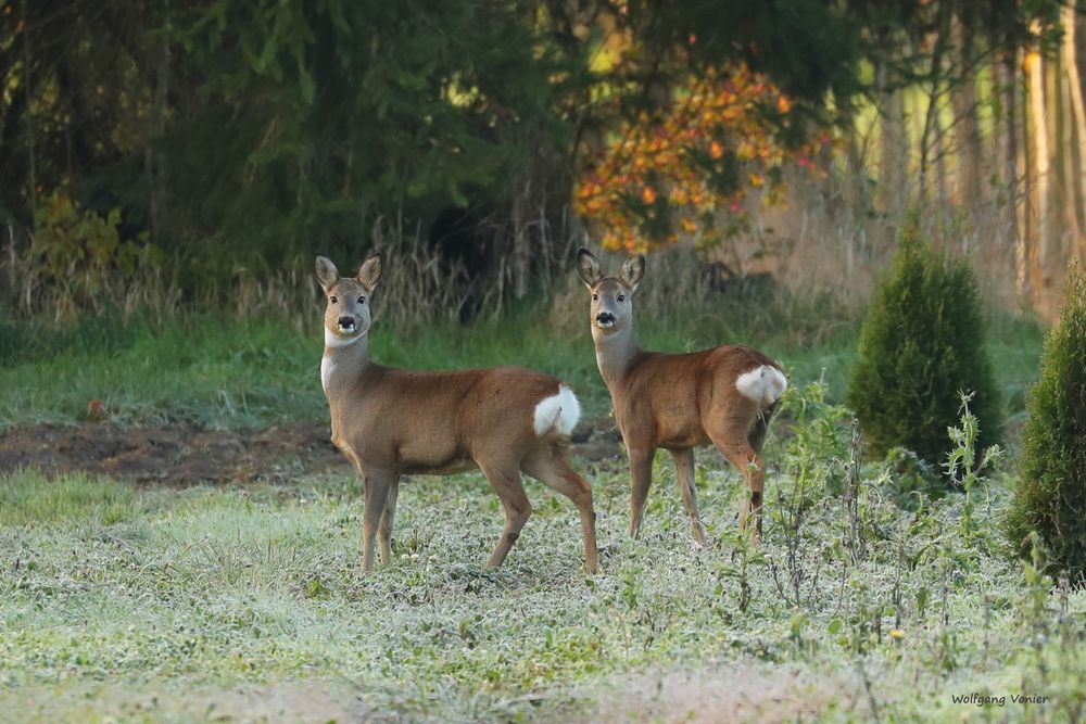 Rehe Foto & Bild | tiere, wildlife, säugetiere Bilder auf fotocommunity