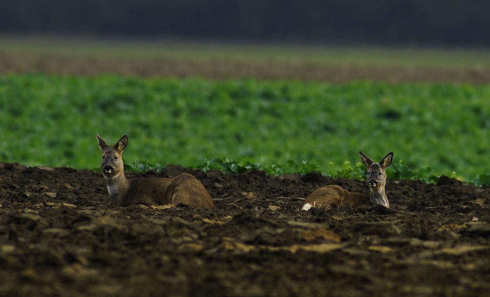 Rehe. Foto & Bild | tiere, wildlife, säugetiere Bilder auf fotocommunity