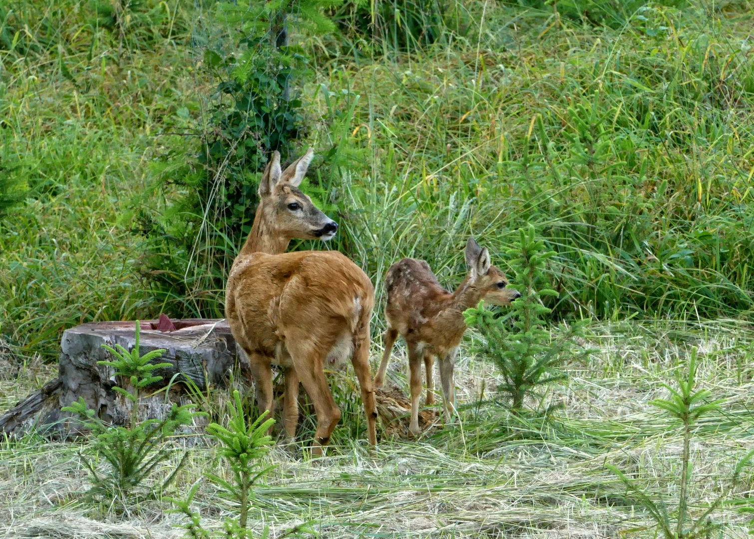 Rehe Foto & Bild | wald, frühling, tiere Bilder auf fotocommunity