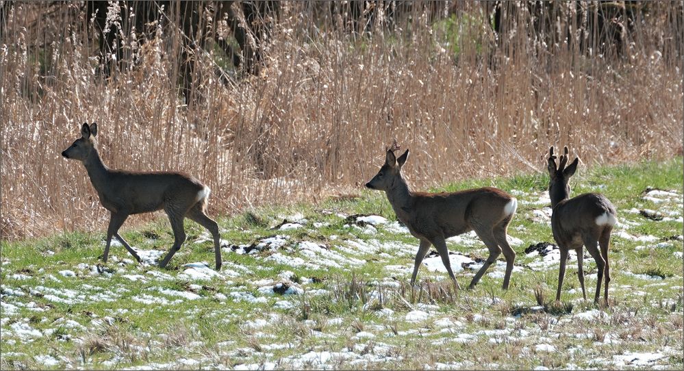 rehe am waldrand Foto & Bild | tiere, wildlife, säugetiere Bilder auf ...