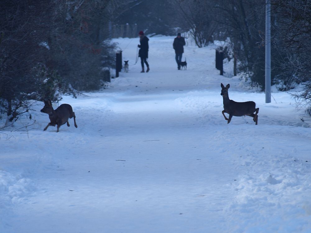 Rehe an der Ruhr Foto & Bild | tiere, wildlife, natur Bilder auf ...