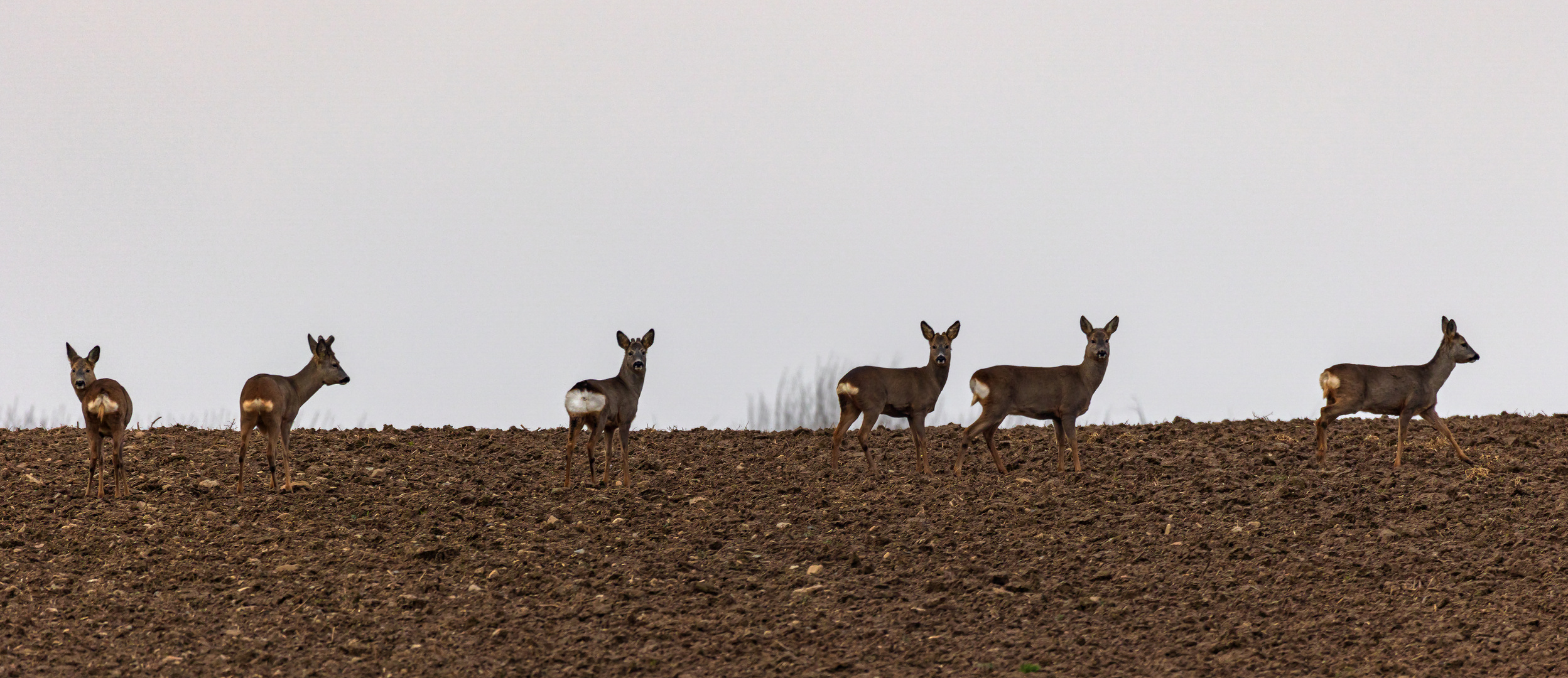 Rehe auf dem Feld Foto & Bild | tiere, wildlife, fotos Bilder auf ...