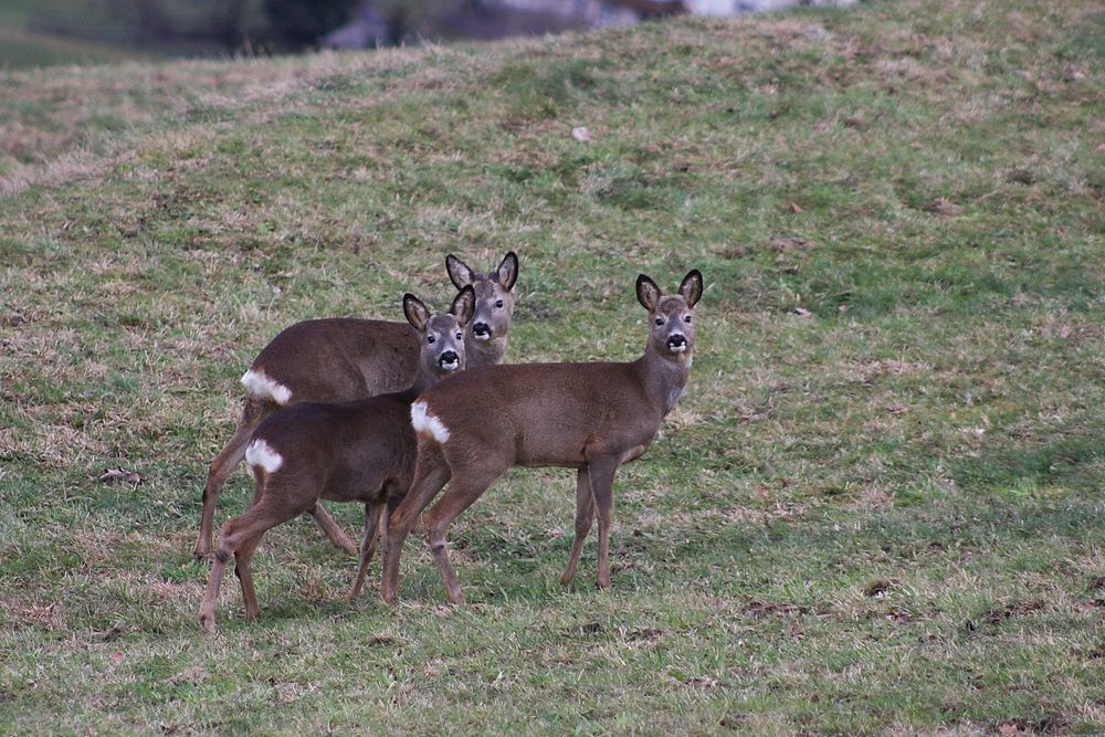 Rehe Foto & Bild | tiere, wildlife, natur Bilder auf fotocommunity