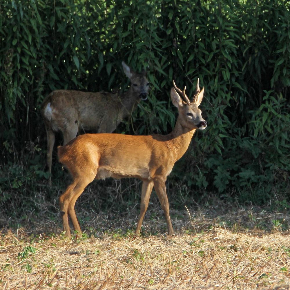 Rehe Foto & Bild | tiere, wildlife, säugetiere Bilder auf fotocommunity
