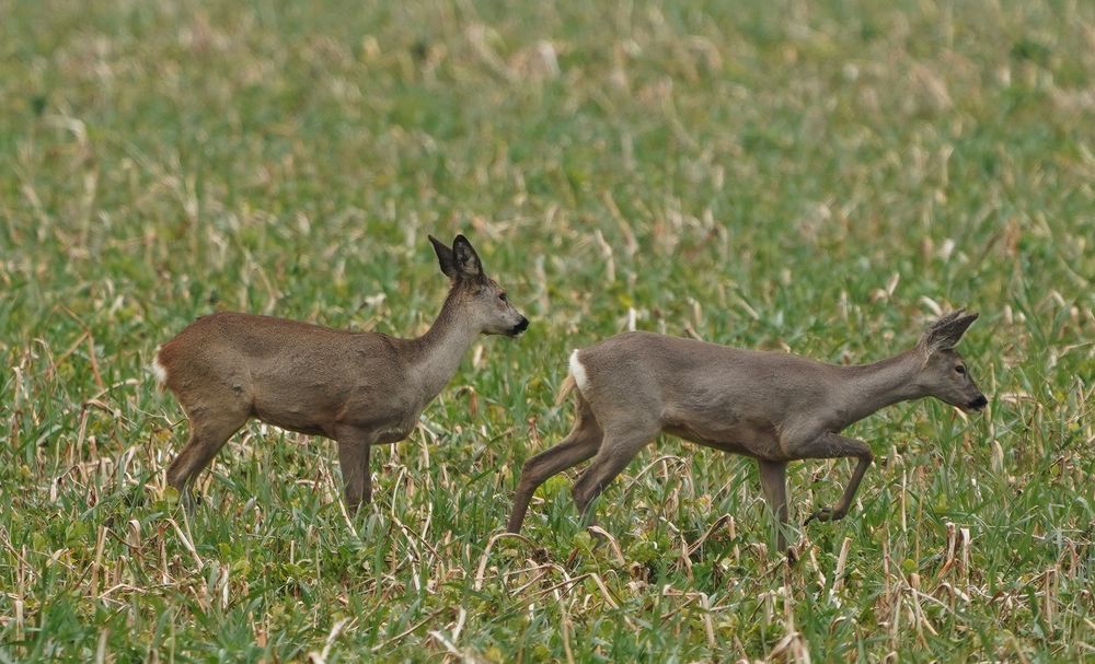 Rehe. Foto & Bild | tiere, wildlife, säugetiere Bilder auf fotocommunity