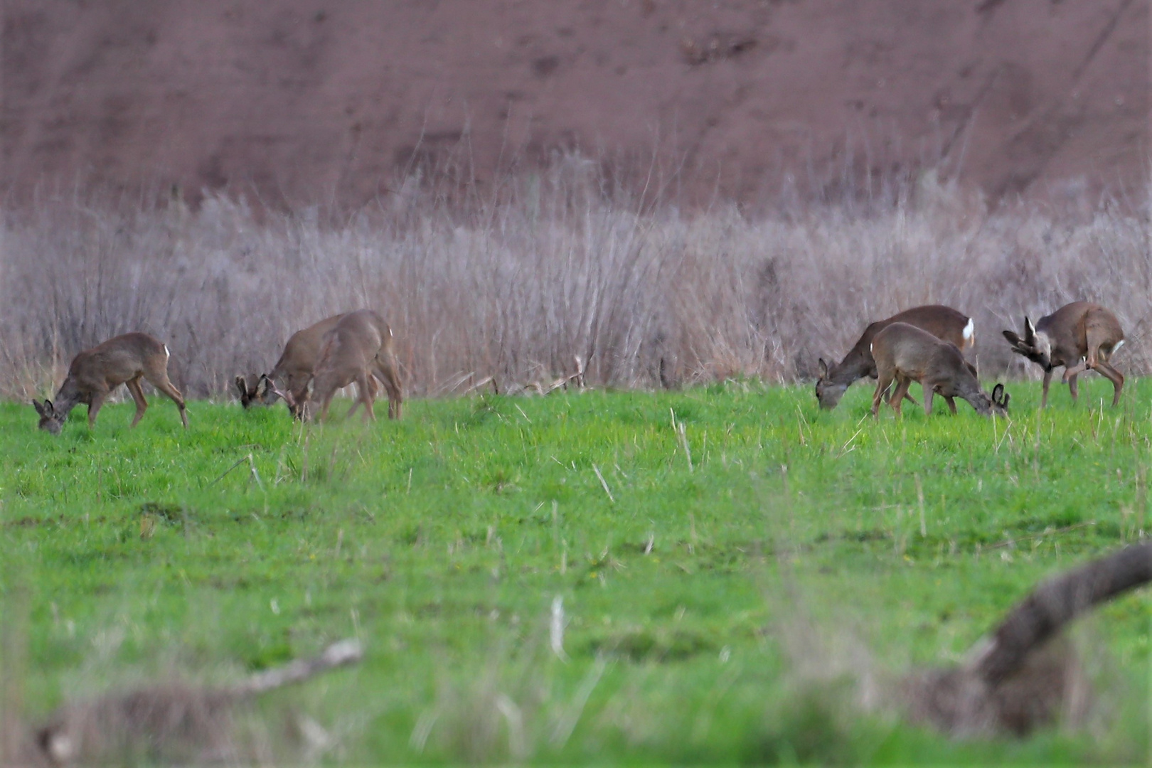 Rehe Foto & Bild | tiere, wildlife, säugetiere Bilder auf fotocommunity