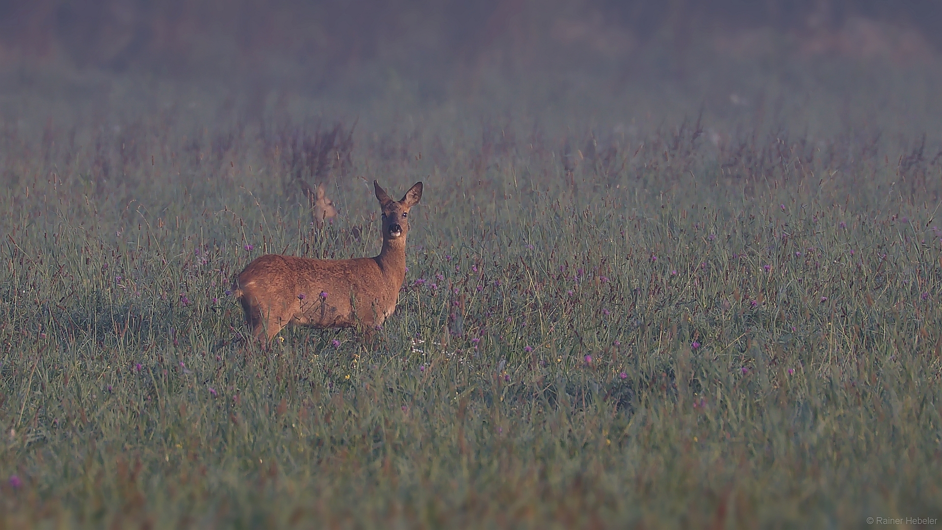 Rehe Foto & Bild | september, wiese, natur Bilder auf fotocommunity