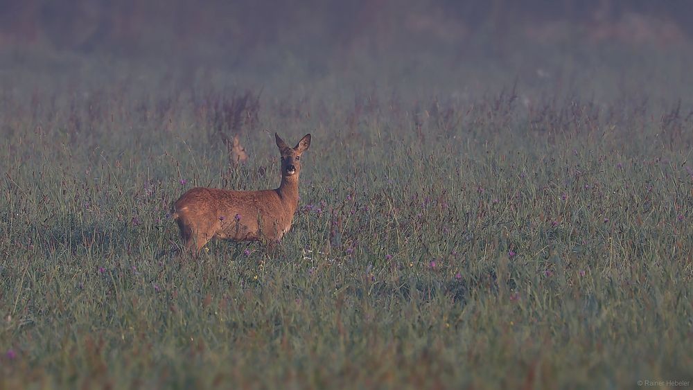 Rehe Foto & Bild | september, wiese, natur Bilder auf fotocommunity