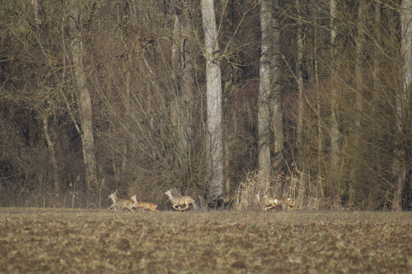 Rehe Foto & Bild | fotos, wald, winter Bilder auf fotocommunity