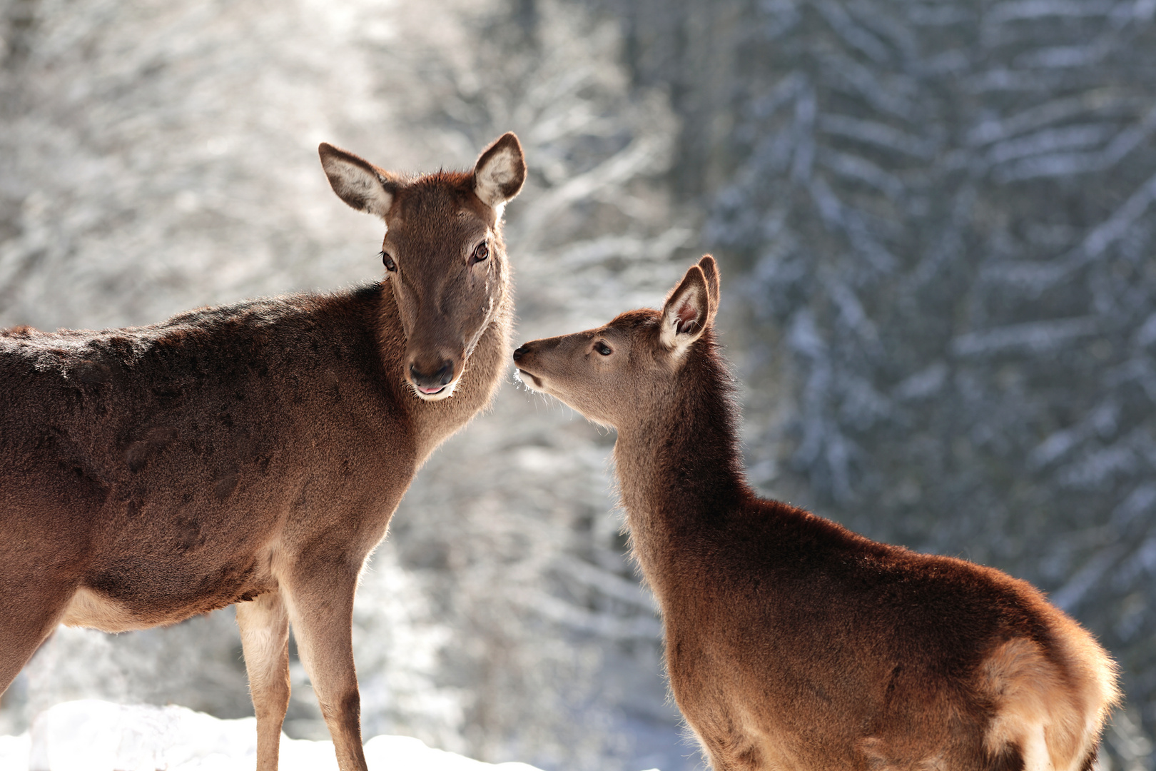 rehe Foto & Bild | tiere, winter, natur Bilder auf fotocommunity