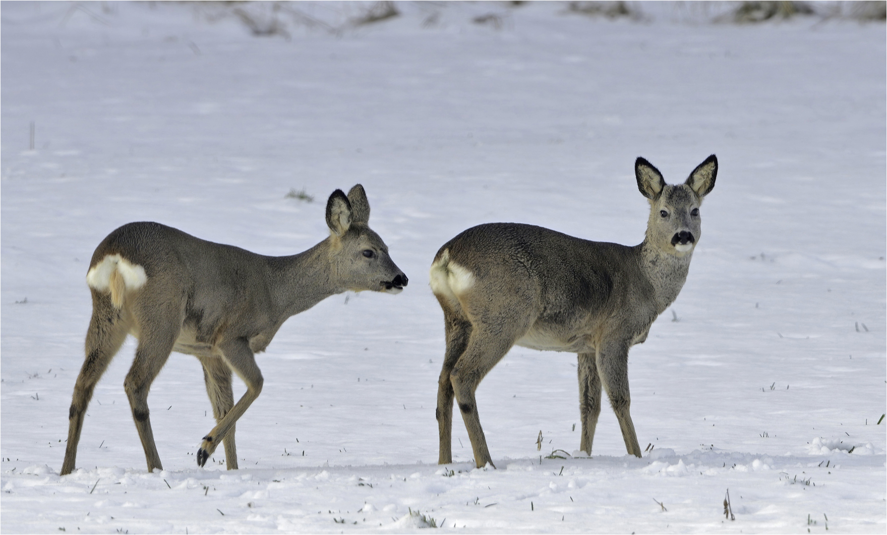 Rehe Foto & Bild | tiere, wildlife, säugetiere Bilder auf fotocommunity