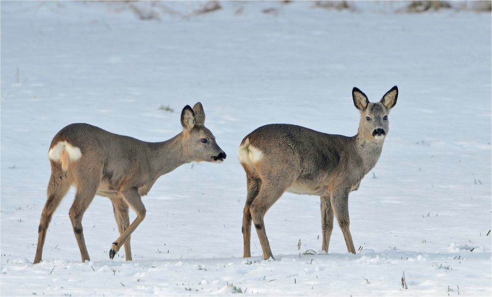 Rehe Foto & Bild | tiere, wildlife, säugetiere Bilder auf fotocommunity