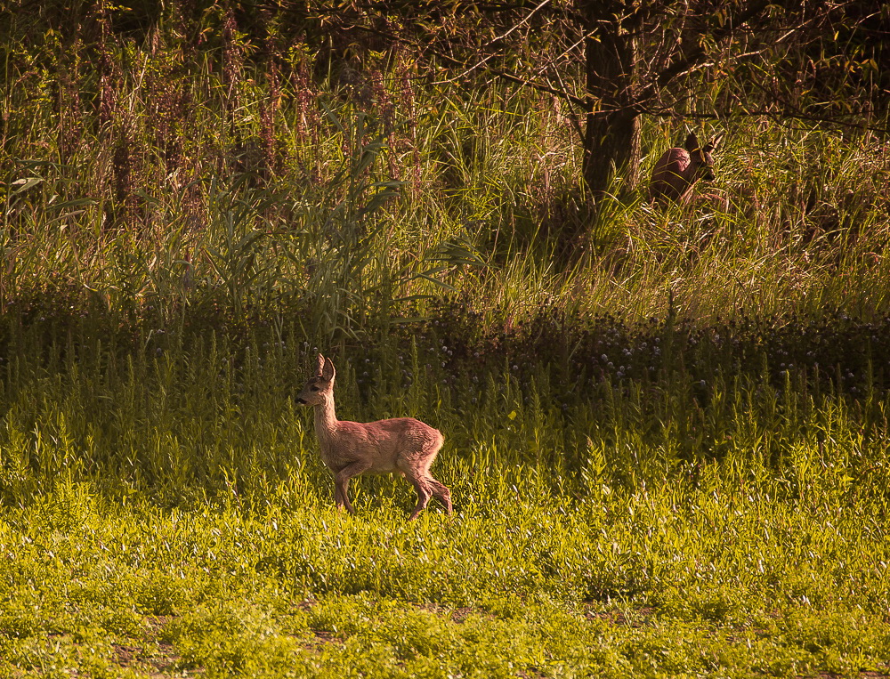 Rehe Foto & Bild | tiere, wildlife, säugetiere Bilder auf fotocommunity