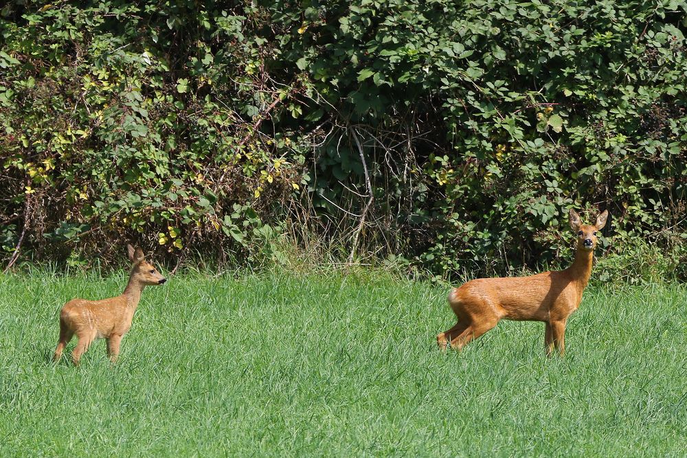 Rehe Foto & Bild | wildlife, natur Bilder auf fotocommunity