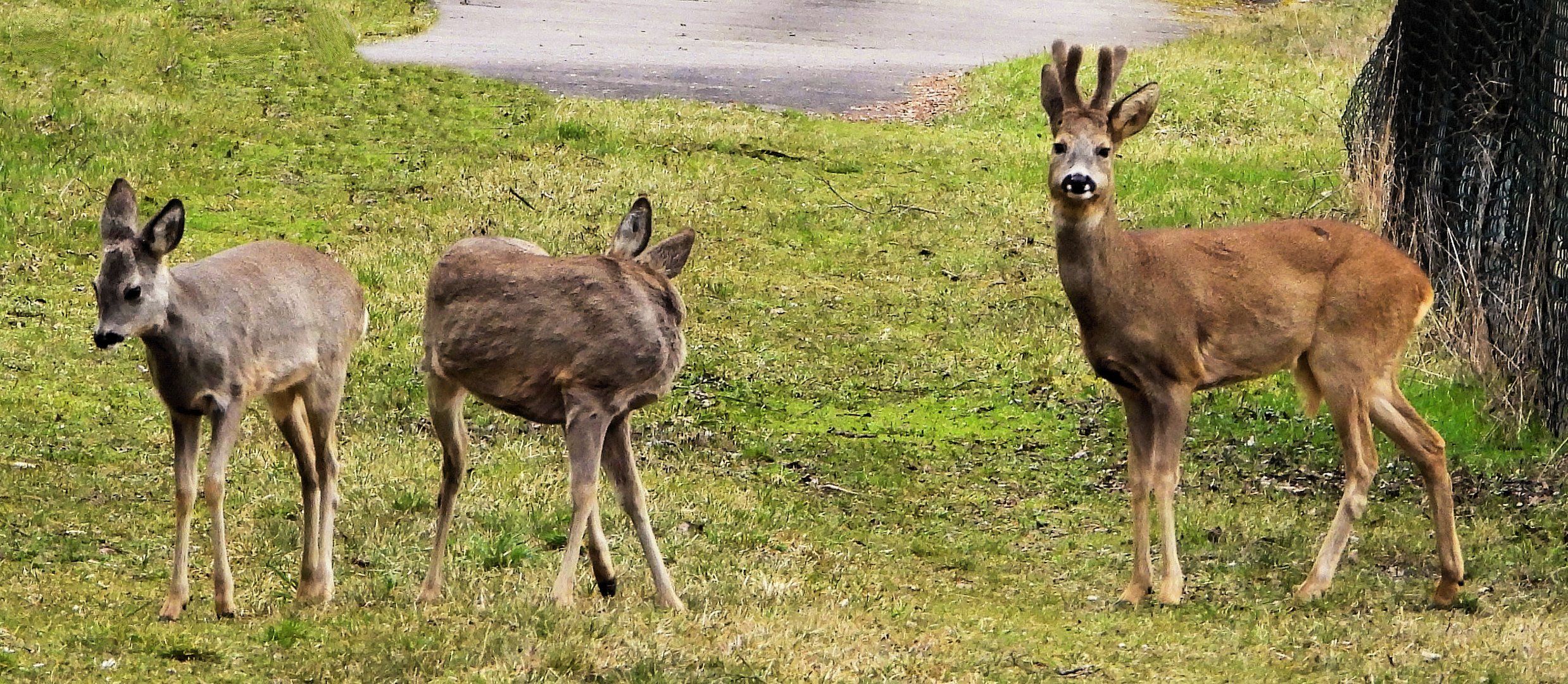 Rehe im Frühjahr Foto & Bild | wiese, natur, tiere Bilder auf fotocommunity