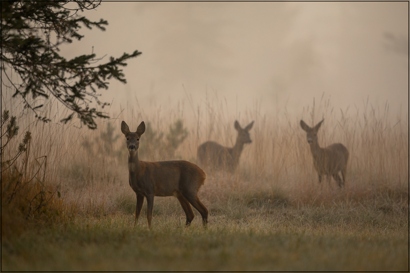 Rehe im Nebel-1 Foto & Bild | world, wald, sonnenaufgang Bilder auf ...