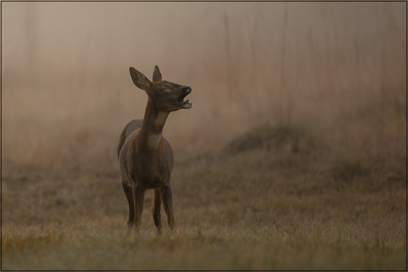 Rehe im Nebel-3 Foto & Bild | world, wald, sonnenaufgang Bilder auf ...