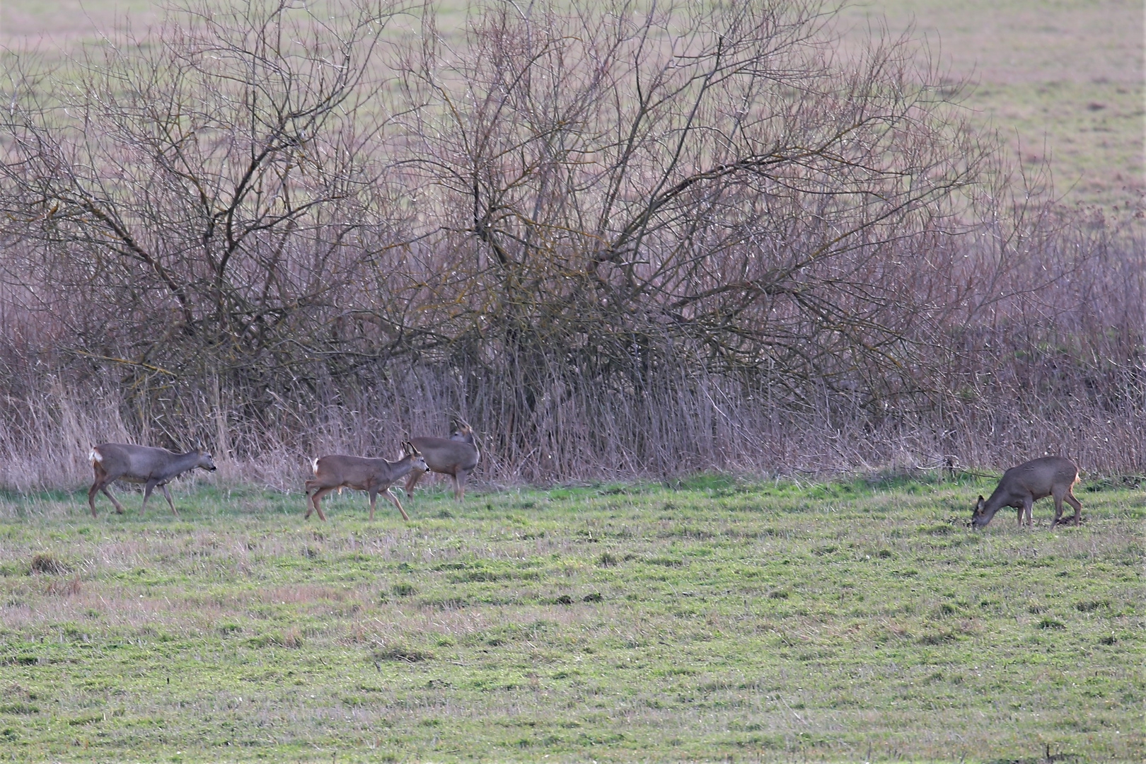 Rehe im Polder Foto & Bild | tiere, wildlife, säugetiere Bilder auf ...