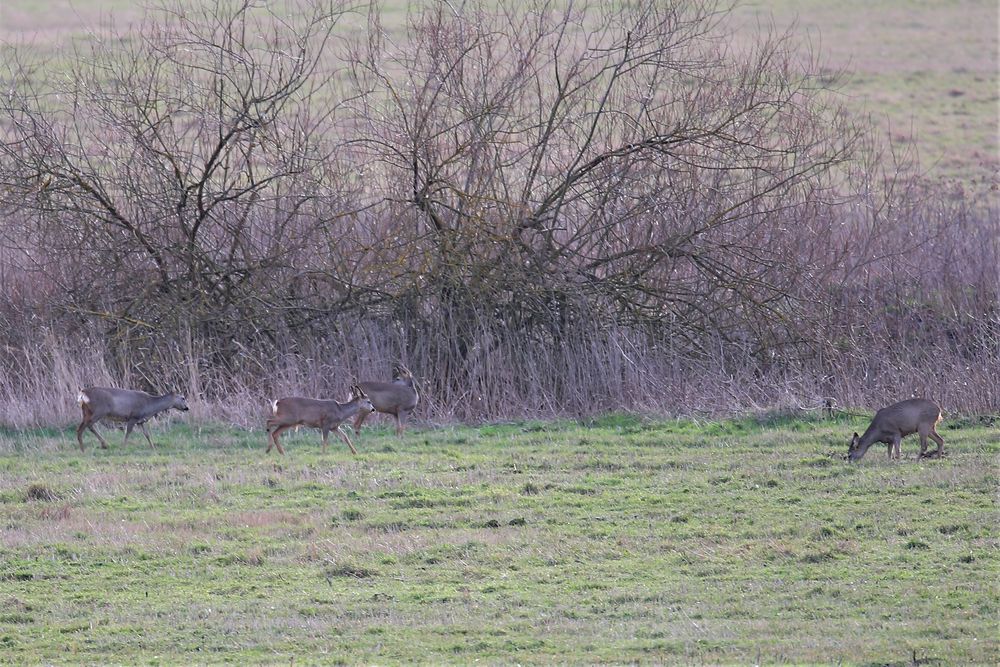 Rehe im Polder Foto & Bild | tiere, wildlife, säugetiere Bilder auf ...