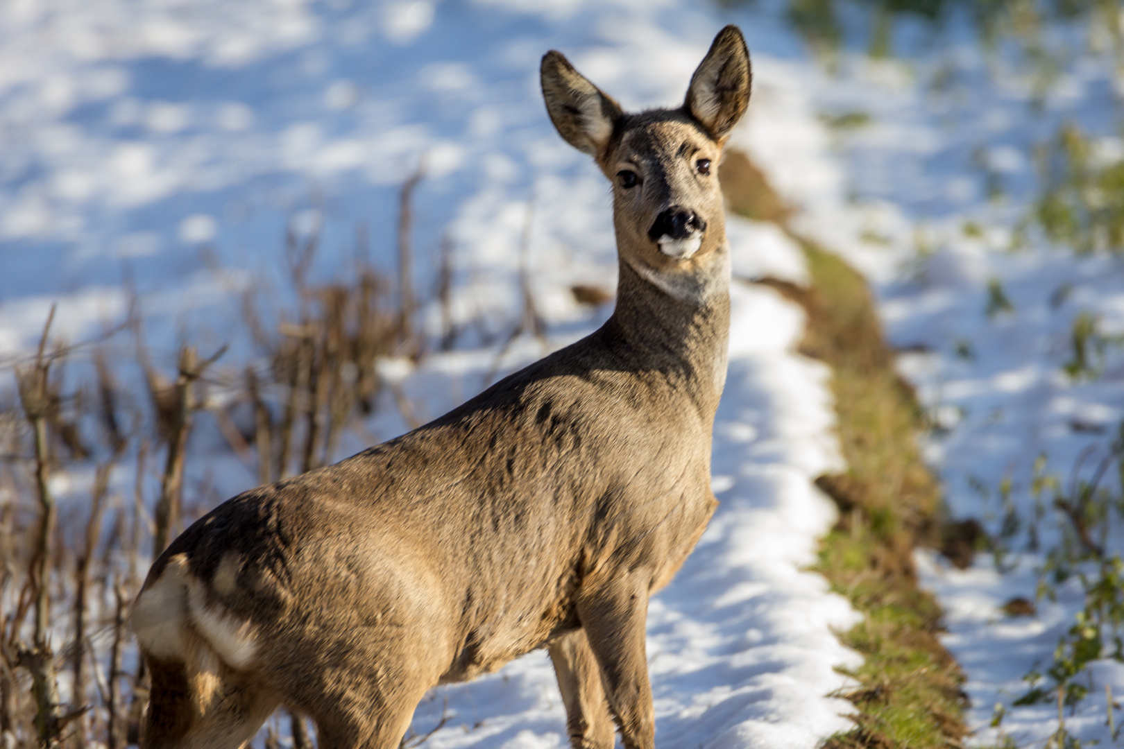 Rehe im Winter 2 Foto & Bild | tiere, wildlife, säugetiere Bilder auf ...