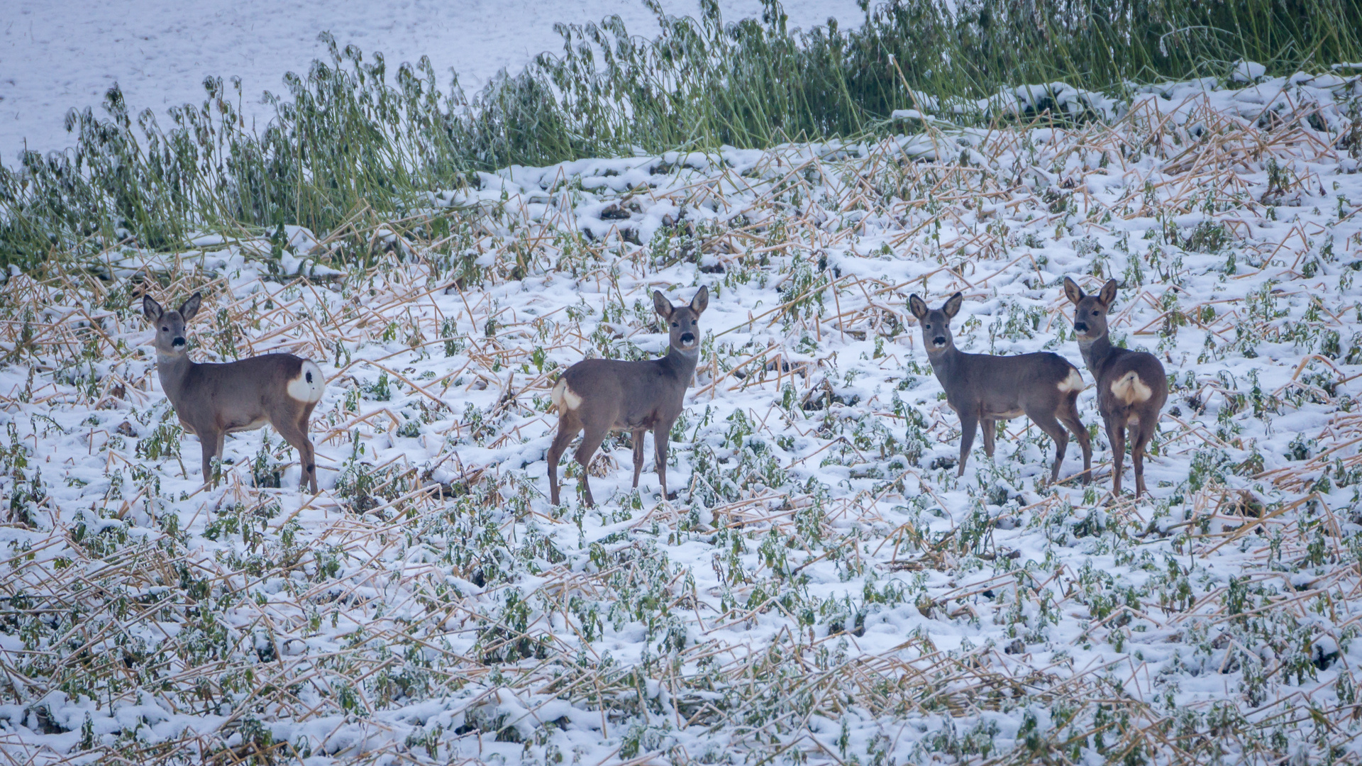 Rehe im Winter 3 Foto & Bild | tiere, wildlife, säugetiere Bilder auf ...