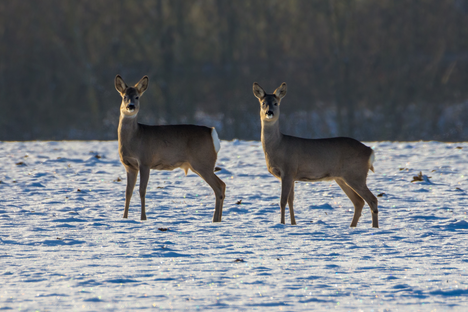 Rehe im Winter 4 Foto & Bild | tiere, wildlife, säugetiere Bilder auf ...