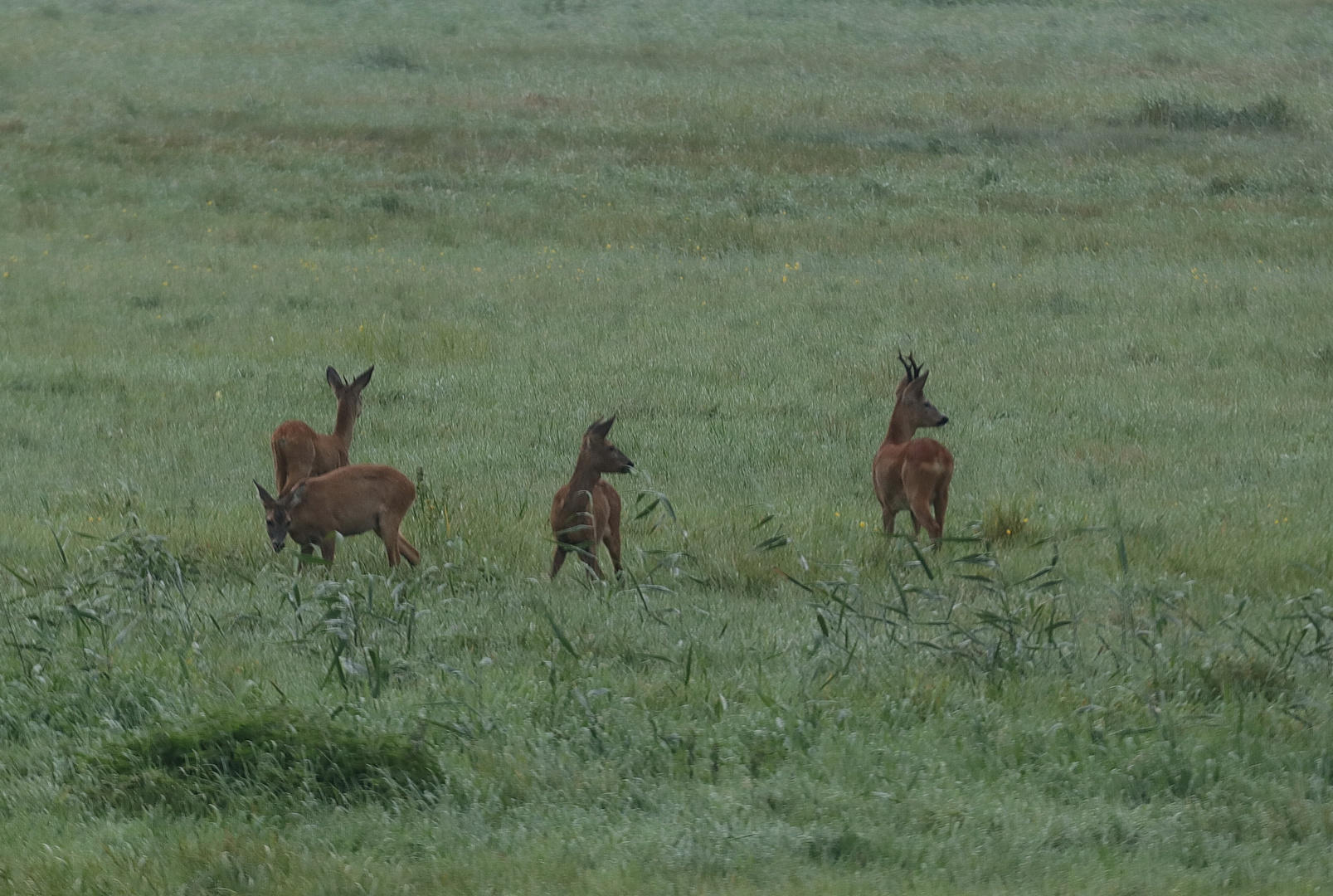 Rehe in der Wiese Foto & Bild | tiere, wildlife, säugetiere Bilder auf ...