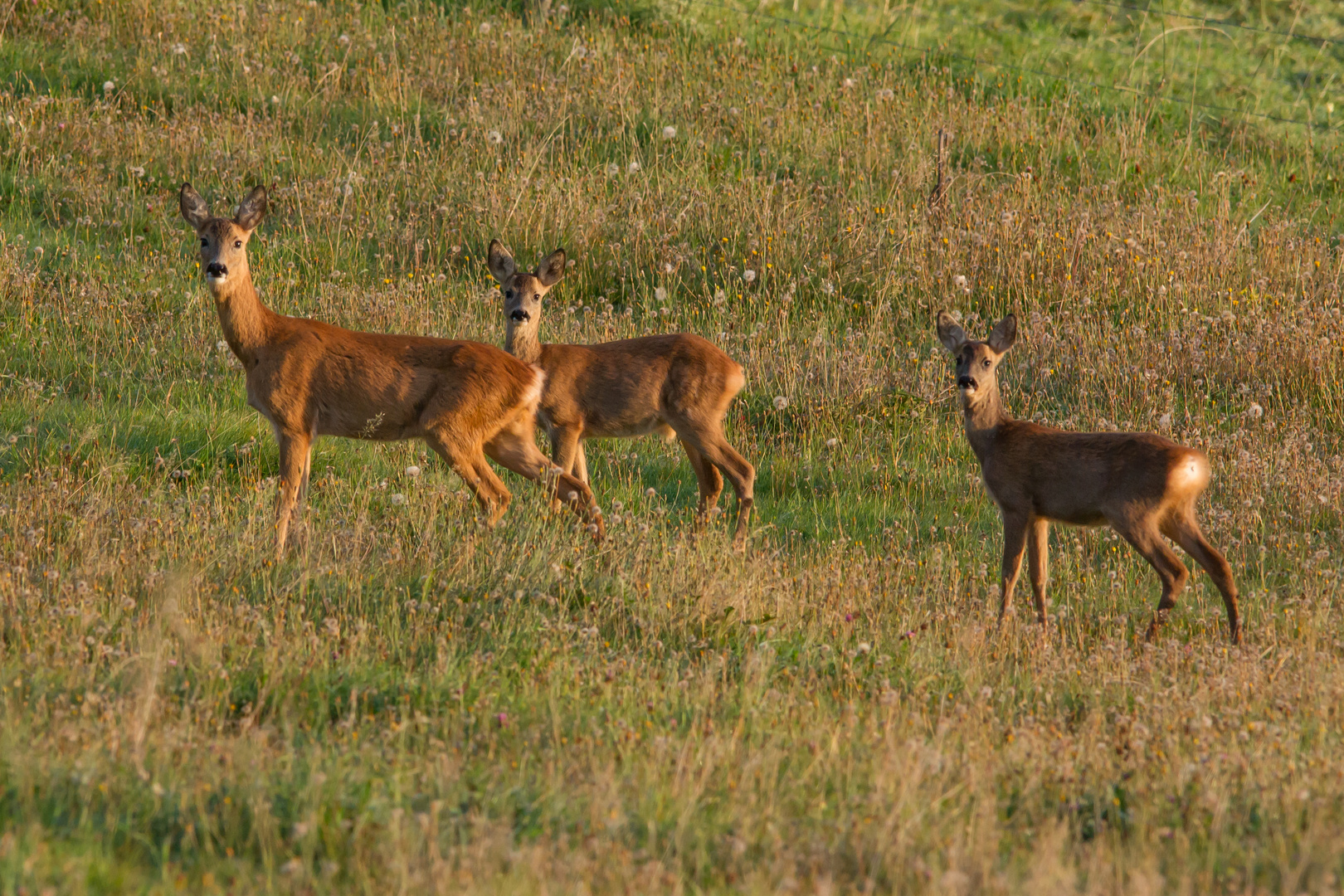 Rehe September 2019 Foto & Bild | tiere, wildlife, säugetiere Bilder ...