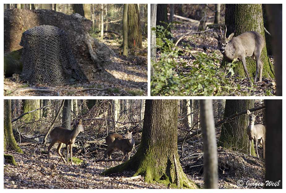 Rehe_1 Foto & Bild | tiere, wildlife, säugetiere Bilder auf fotocommunity