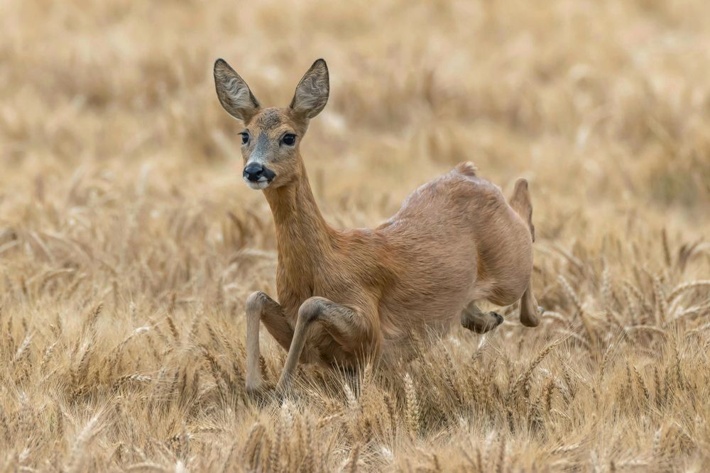 Rehgeiss... Foto & Bild | natur, kornfeld, tiere Bilder auf fotocommunity