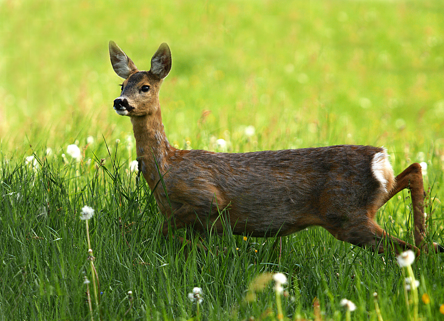 Rehgeiss am späten Vormittag Foto & Bild | tiere, wildlife, säugetiere ...
