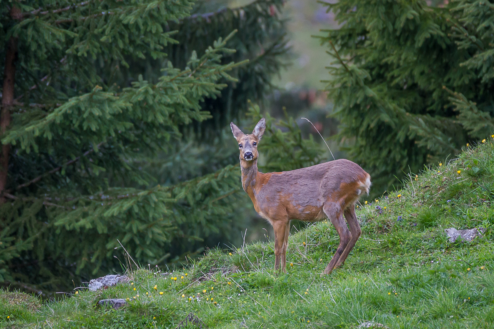 Rehgeiss Foto & Bild | tiere, wildlife, frühling Bilder auf fotocommunity