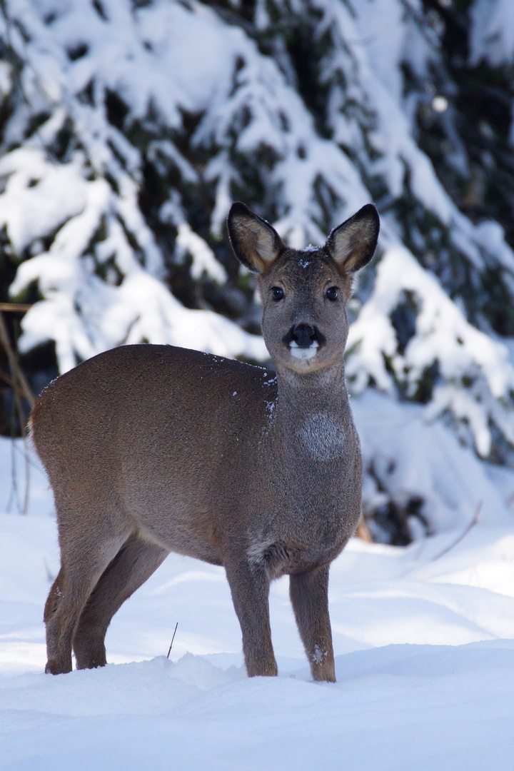 Rehgeiß - hab die Geiß u Bock schon mehrmals gesehen aber bis heute ...