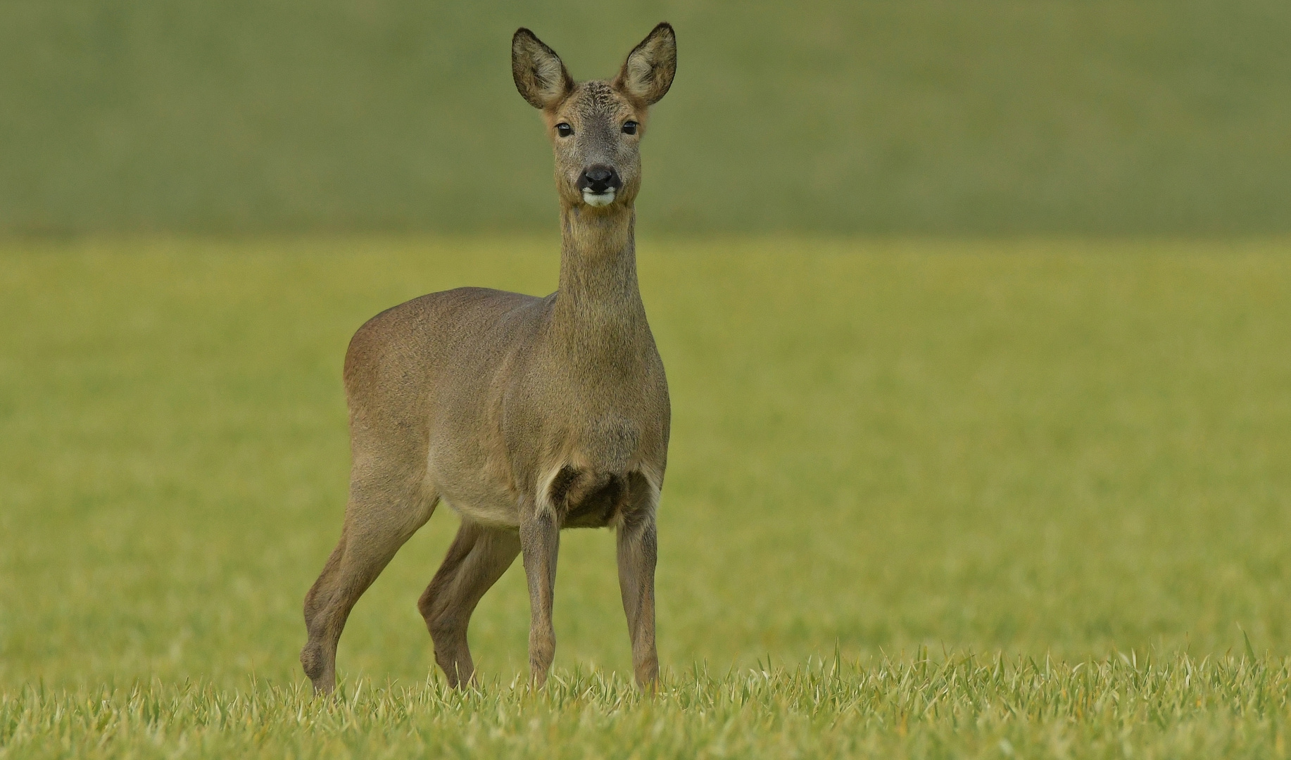 Rehgeiss im frischen Grün Foto & Bild | tiere, wildlife, säugetiere ...