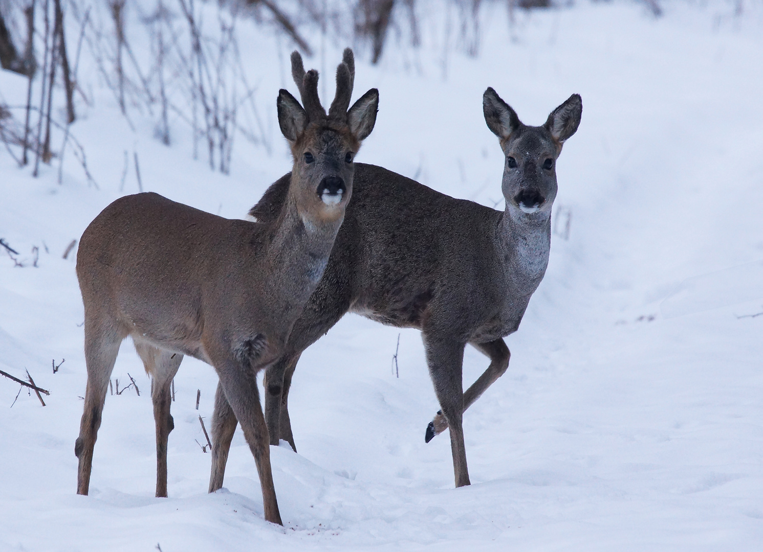 Rehgeiss mit Bock im Bast Foto & Bild | tiere, wildlife, natur Bilder ...