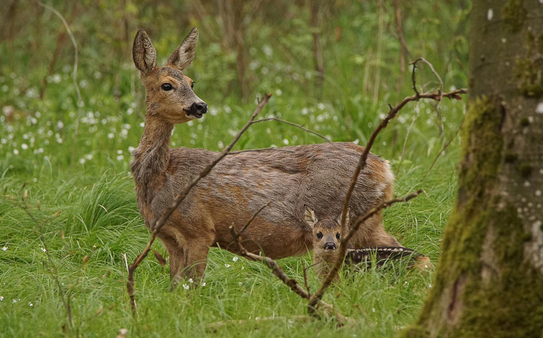 Rehgeiß mit Kitz Foto & Bild | tiere, wildlife, natur Bilder auf ...