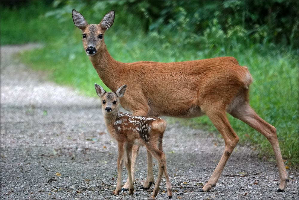 Rehgeiß mit Kitz Foto & Bild | nymphenburger park, wildgruber, natur ...