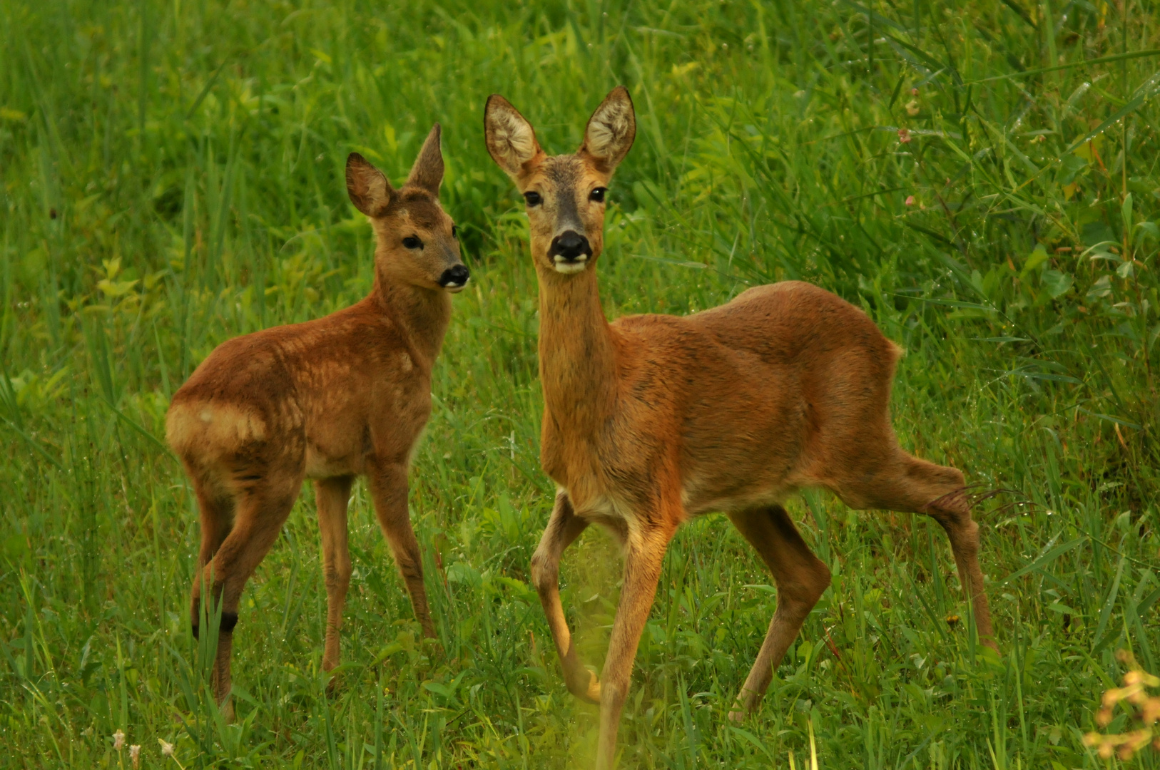 Rehgeiss mit Kitz Foto & Bild | tiere, wildlife, säugetiere Bilder auf ...