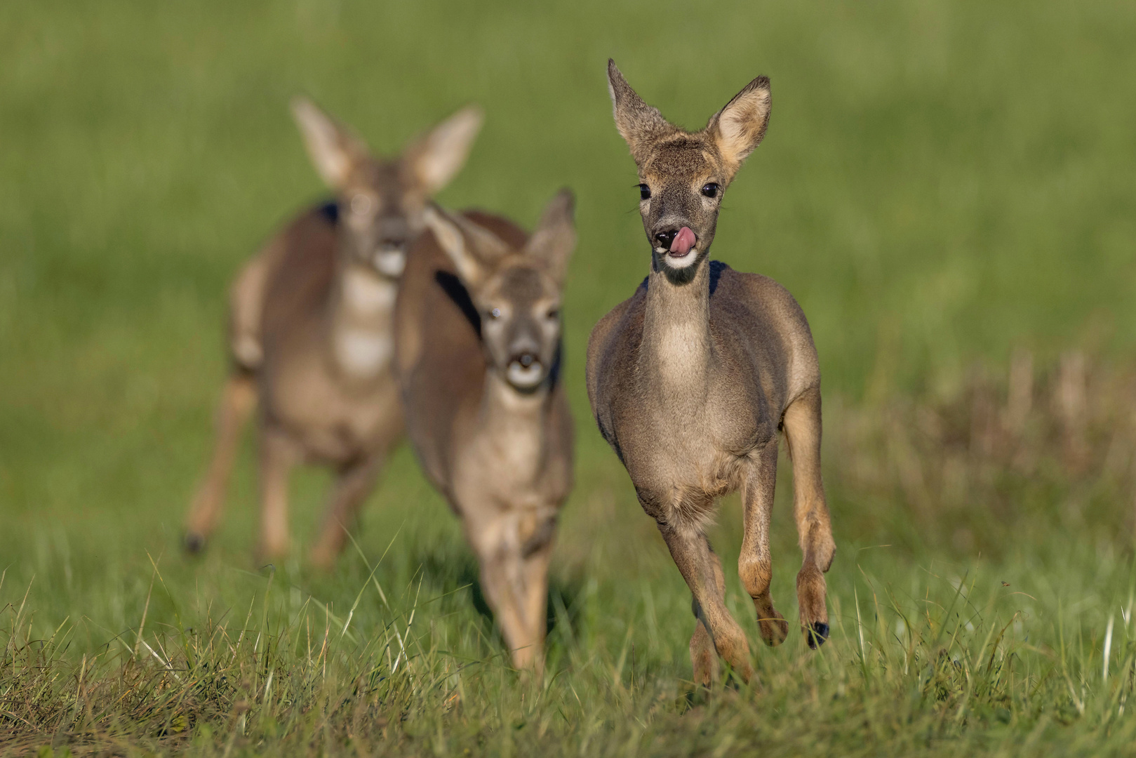 Rehgeiss mit zwei Kitzen im herbstlichen Abendlicht... Foto & Bild ...
