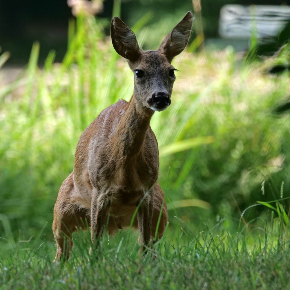 Rehgeiß nässend Foto & Bild | tiere, wildlife, säugetiere Bilder auf ...