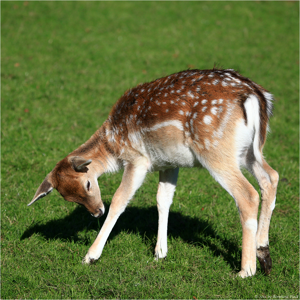 Rehkitz Foto & Bild | tiere, tierkinder, natur Bilder auf fotocommunity